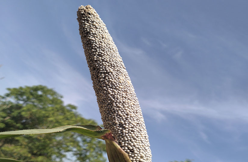 Récolte du Petit Mil : Une Céréale Adaptée aux Conditions Climatiques ...